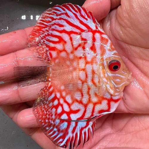Jual Ikan Discus Pigeon Checkerboard HB 3" - Kota Bekasi - Meisa Musik ...