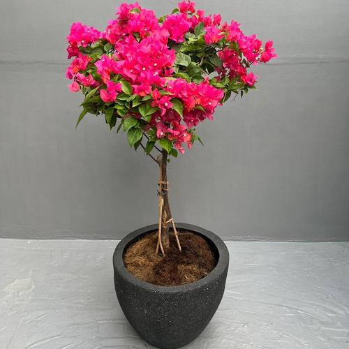 Jual Tanaman Bunga Kertas Bougenville Merah Fanta Ukuran Besar Plus Pot