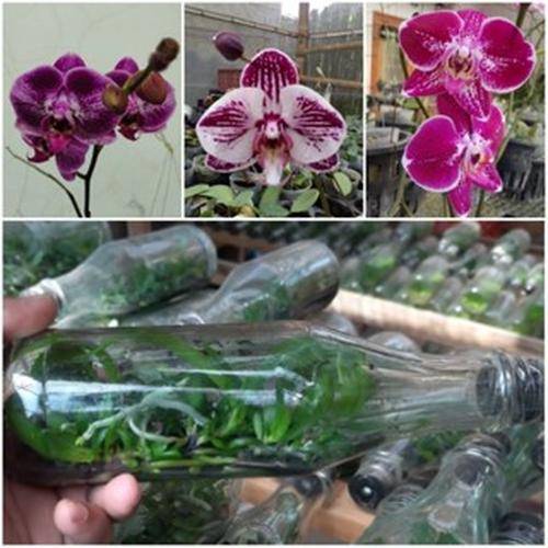 Jual Botolan Anggrek Bulan/ Phalaenopsis Black Jack Hibrid Taiwan ...