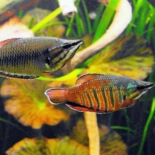 Jual Sphaerichthys vaillanti Samurai Gourami - Kota Depok - Aqualaris ...
