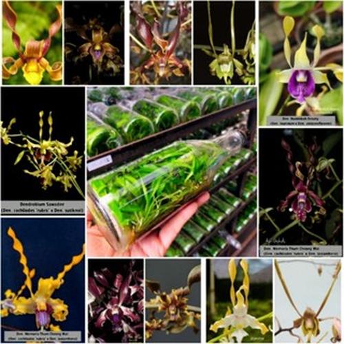 Jual Botolan Anggrek Dendrobium Melintir Hibrid Premium - Kota Malang ...