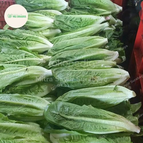 Jual selada romaine - 500 gr - Kota Surabaya - Mitra Sayur Surabaya ...