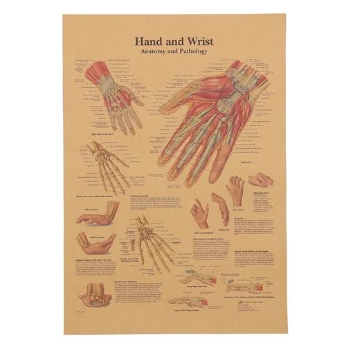 Jual Poster Anatomy Tangan Dan Pergelangan Tangan | Hand And Wrist ...