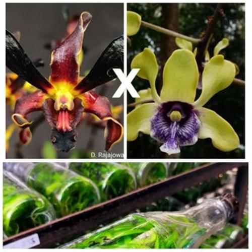 Jual Botolan Anggrek Dendrobium Rajajowas x Violaceoflavens Premium ...