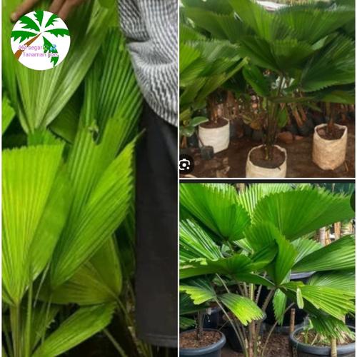 Jual tanaman hias palem kipas/pohon palem kol. 1 m - Kab. Bogor - alif ...