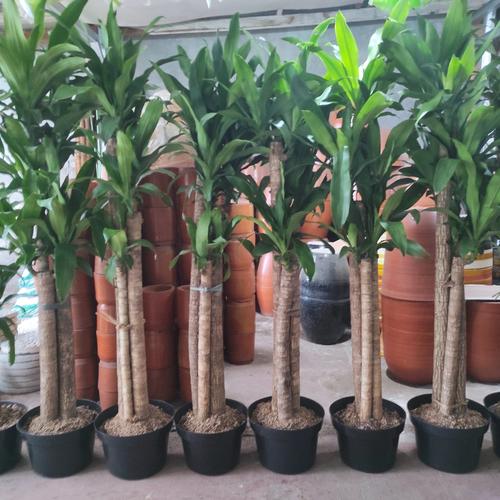 Jual Tanaman Dracaena Fragrans / Dracaena - Jakarta Timur - Pot Kecil ...
