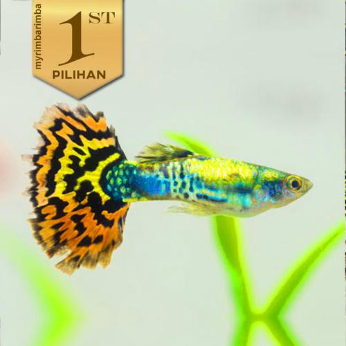 Jual Guppy Yellow TIger Jantan Ikan Hias Aquascape Hiasan Aquarium Tanaman - Jakarta Barat ...
