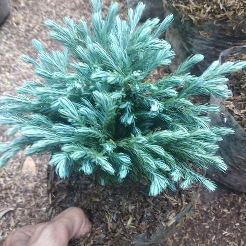 Jual tanaman cemara perak - Kab. Bogor - jay plora | Tokopedia