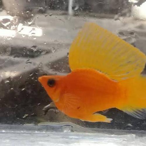 Jual ikan molly sunkist balon-ikan-ikan hias-ikan aquascape-air tawar ...
