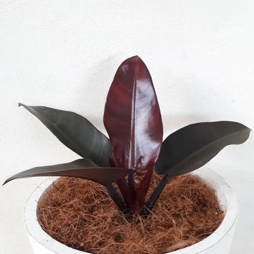 Jual tanaman hias black cardinal ukuran small - Kab. Bogor - aditflora ...