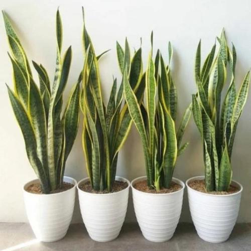 Jual Tanaman hias sansivera plus pot tinggi 50 cm tanaman pedang ...