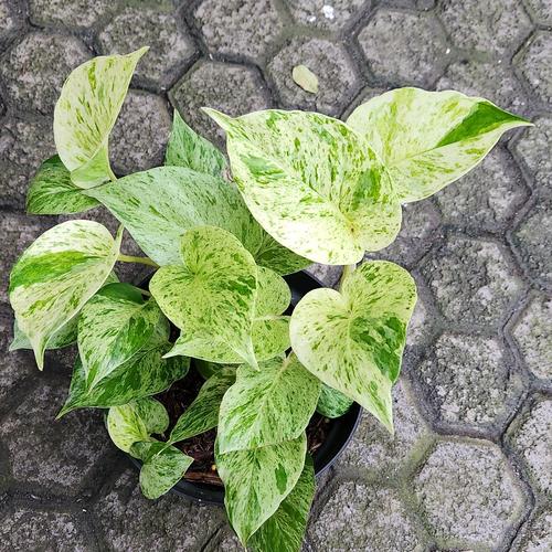 Jual marble queen pothos sirih gading tanaman hias - Jakarta Selatan ...