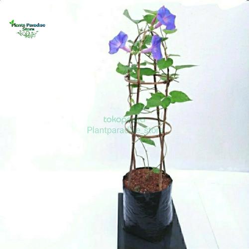Promo Tanaman hias Morning glories- Tanaman rambat morning glory - Kab ...