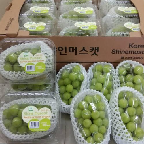 Jual shine muscat anggur Korea original Korea per karton 2kg anggur ...