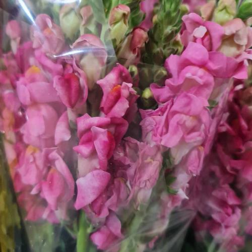 Jual Bunga Snapdragon Fresh - Pink Fanta - Jakarta Barat - Tevia ...