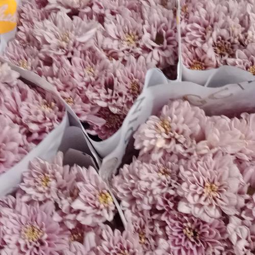 Jual bunga aster pink - Jakarta Barat - syifaflorist | Tokopedia