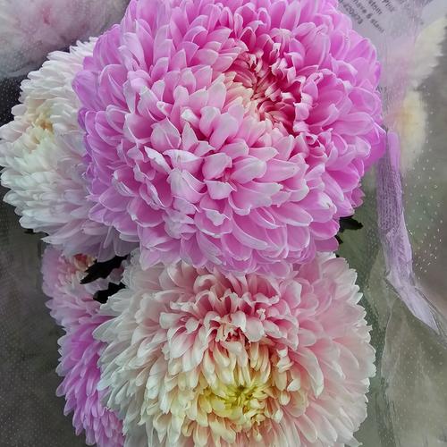 Jual Peony Mum White Dyed Import - Royal Purple - Jakarta Barat - Tevia ...