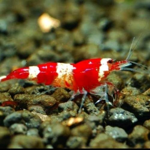 Jual aquascape udang red bee - Kota Bandung - MULTI ANIMAL FARM MART ...