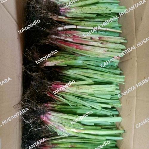 Jual Bibit Demplot atau Satria Bibit Pakan Ternak Demplot Atau Satria ...