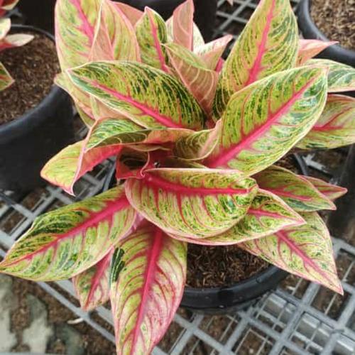 Jual aglonema red nancy - daun rimbun - indukan - Jakarta Barat - Kebun ...