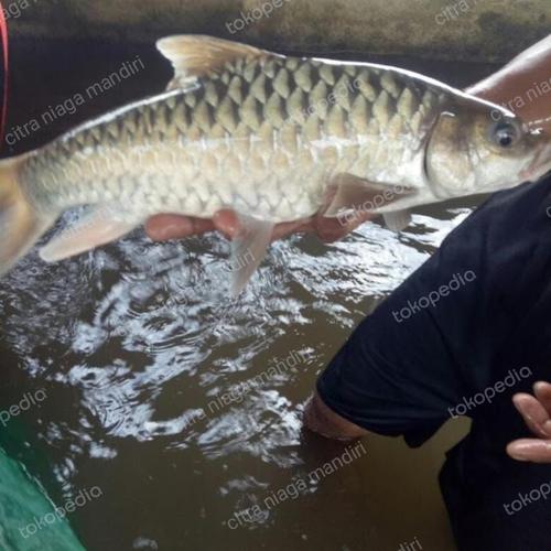 Jual ikan dewa 1 kg ke atas - 1,5 kg - Kab. Bandung - citra niaga ...