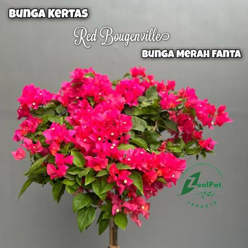 Promo Tanaman Bunga Kertas Bougenville Merah Fanta Ukuran Besar Plus ...