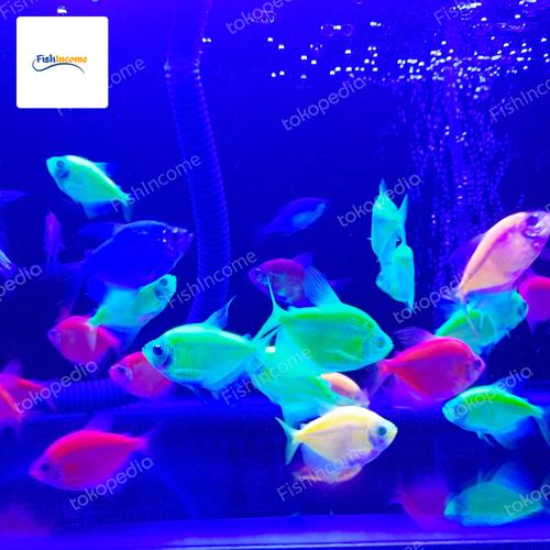 Jual Ikan Hias Nyala Glowing Fish - Kab. Tangerang - FishIncome | Tokopedia