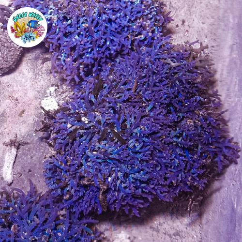 Jual Macro algae blue purple - Kab. Tasikmalaya - @UnderWater | Tokopedia