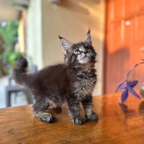 Jual kucing mainecoon pure breed - Jakarta Selatan - Little Bunny ...
