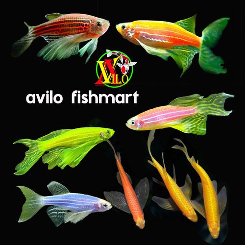 Jual ikan hias aquascape danio glow in fish slayer ekor panjang - Kota ...