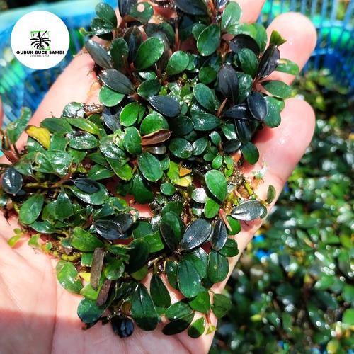 Jual bucephalandra mini melawi per clump - Kab. Boyolali - ...#. TUTUP ...