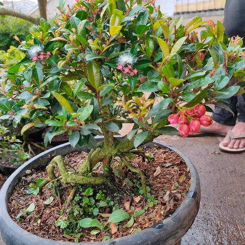 Jual Bonsai Buah Jambu lyly pilly jambu air terkecil batang besar ...