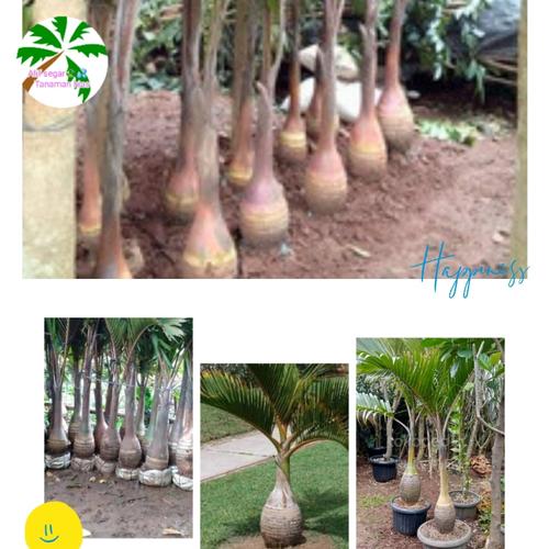 Jual tanaman hias pohon palem botol 30cm batang keras - Kota Depok ...