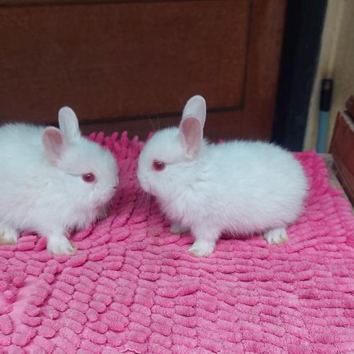 Jual kelinci mini netherland dwarf putih albino - Kota Bekasi - ardian ...