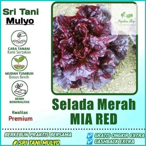 Jual 100 Biji - Benih Selada Merah MIA RED - Bibit Sayuran Selada ...