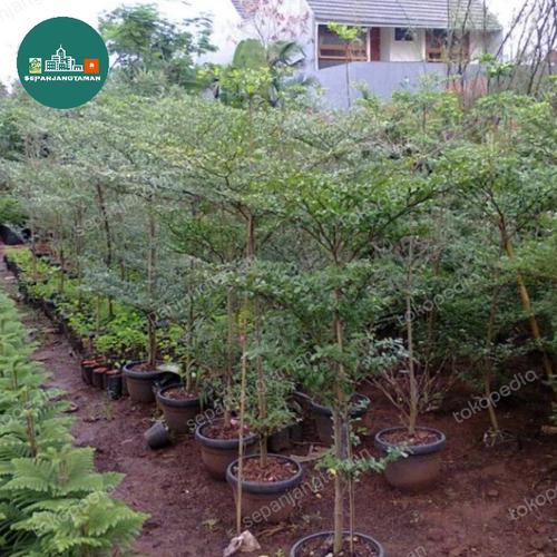 Jual MURAH! Pohon Ketapang Kencana / Tanaman Ketapang Mini Tinggi 1-2 ...