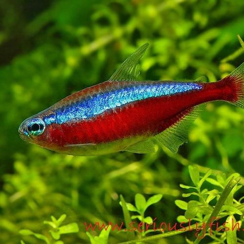 Jual neon tetra cardinal ikan aquascape neon Tetra cardinal - Jakarta ...