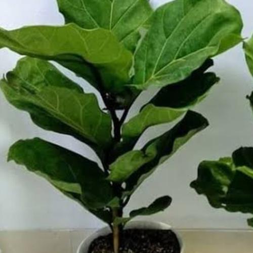 Jual pohon biola cantik/Ketapang biola tinggi 1 meter - Kab. Bogor ...