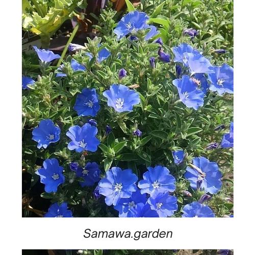 Promo Bunga Blue eye / mata biru ( evolvulus glomeratus ) - tanaman ...