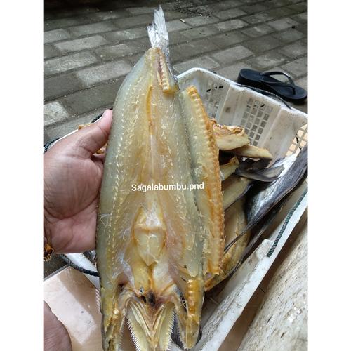 Jual IKAN ASIN GABUS LAUT ASLI PANGANDARAN, IKAN JAMBAL GABUS LAUT ...
