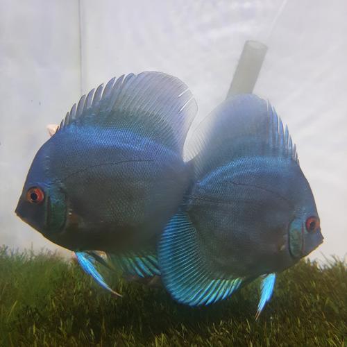 Jual Ikan Discus Blue Diamond 2~3 inci up Diskus Aquarium Aquascape - 2 ...
