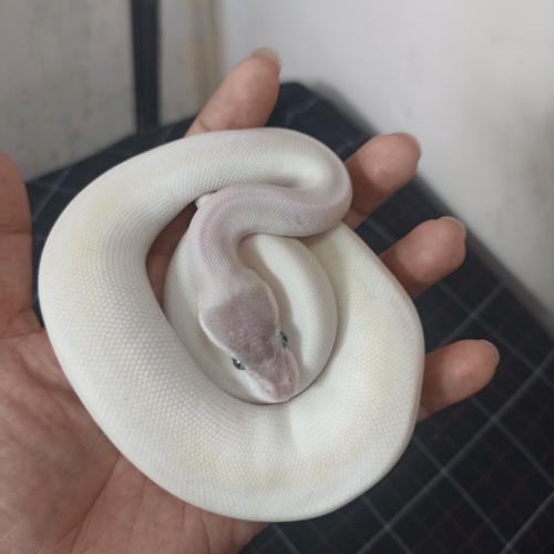 Jual ballpython lucy ball python leucistic ular putih - Jakarta Selatan ...