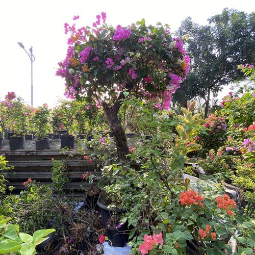 Jual Pohon Bugenvil Batang Besar HS 4 - Jakarta Barat - little Bali ...
