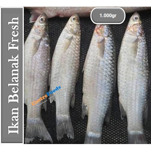 Jual Ikan Belanak - Ikan Kacang Fresh | 1.000gr [ Harga Per KG ...
