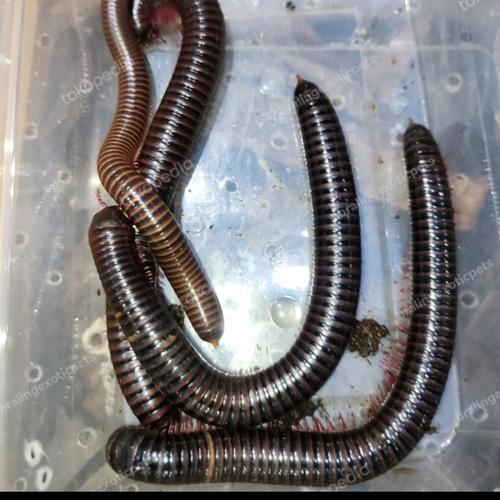 Jual 5 milipede+ 5 afs+3 cicak batu - Kab. Purbalingga ...