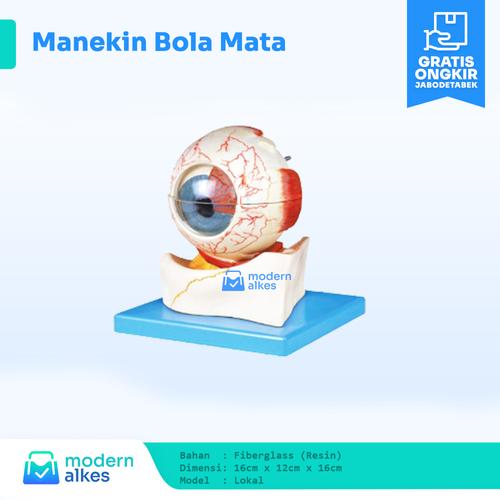 Jual Manekin Kerangka Mata - manekin Peraga Lokal Anatomi - Kota ...