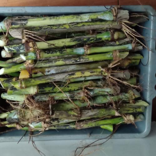 Jual BIBIT PAKCHONG TUA 1 KG BIBIT PAKCONG PAKAN TERNAK - Kab. Bogor ...