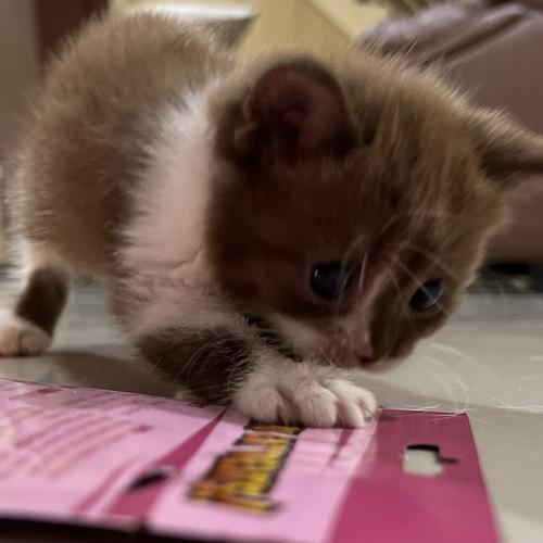 Jual kucing bsh british shorthair - Kota Tangerang - baileysa | Tokopedia