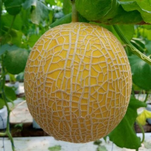 Jual 50 Benih Bibit Biji Melon Inthanon Golden Hibrida Seeds Super ...