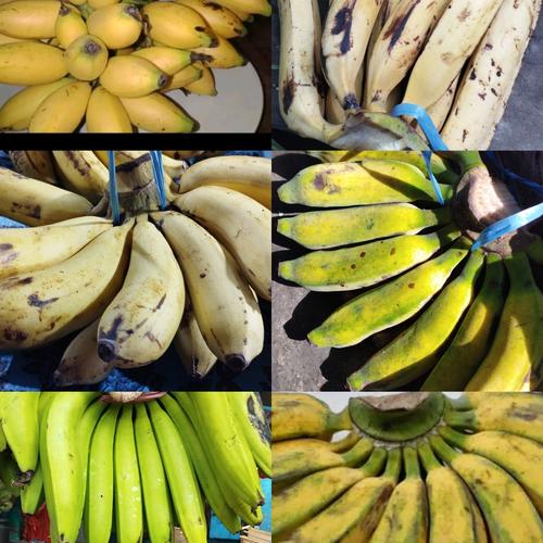 Jual Aneka Buah Pisang (Ambon, Kepok, Raja, Susu, Mas, Candi ) - Pisang ...